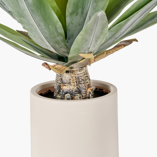 Pacific Lifestyle Limited - Agave Plant in Pot